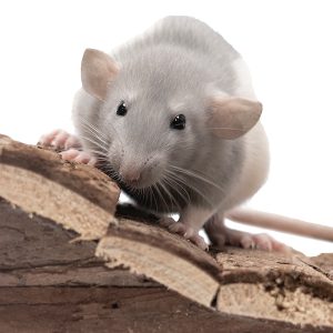 Tamme rat - Chews&Nibbles